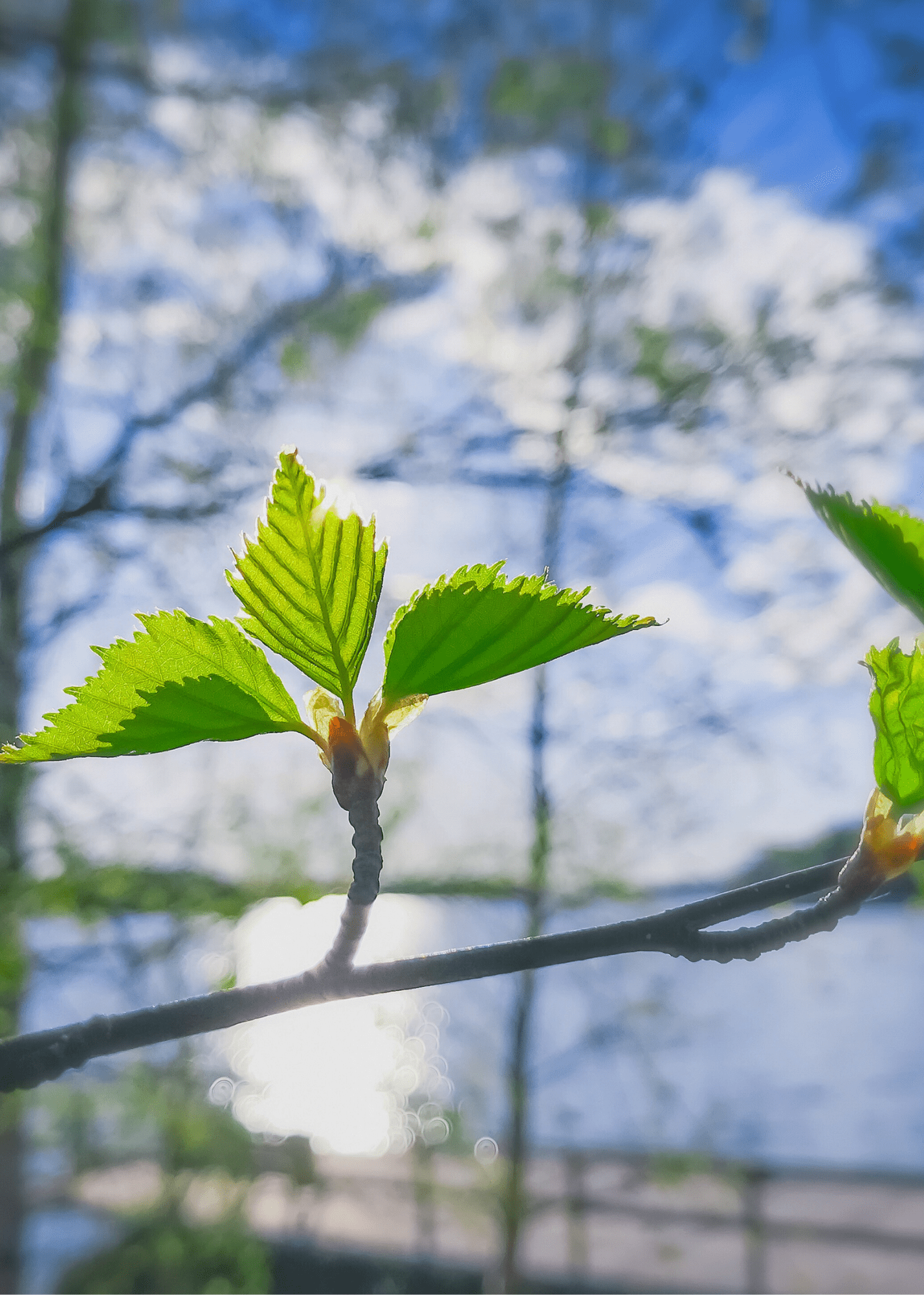 Carbon sequestration - Wood Forest Finland