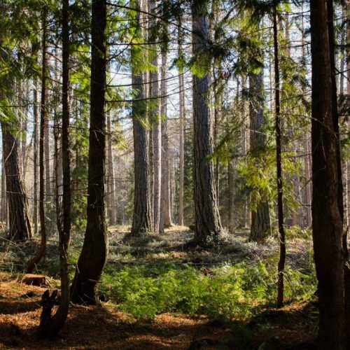 Home - Wood Forest Finland
